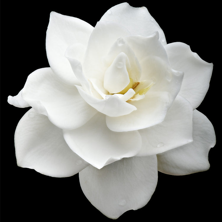 ST. ROSE - Luxury Fragrances