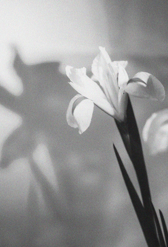 ST. ROSE Fragrances - Conscious Luxury