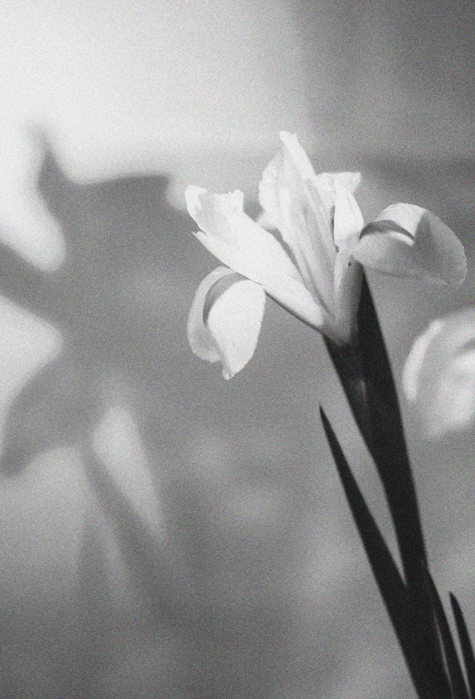 ST. ROSE Fragrances - Conscious Luxury