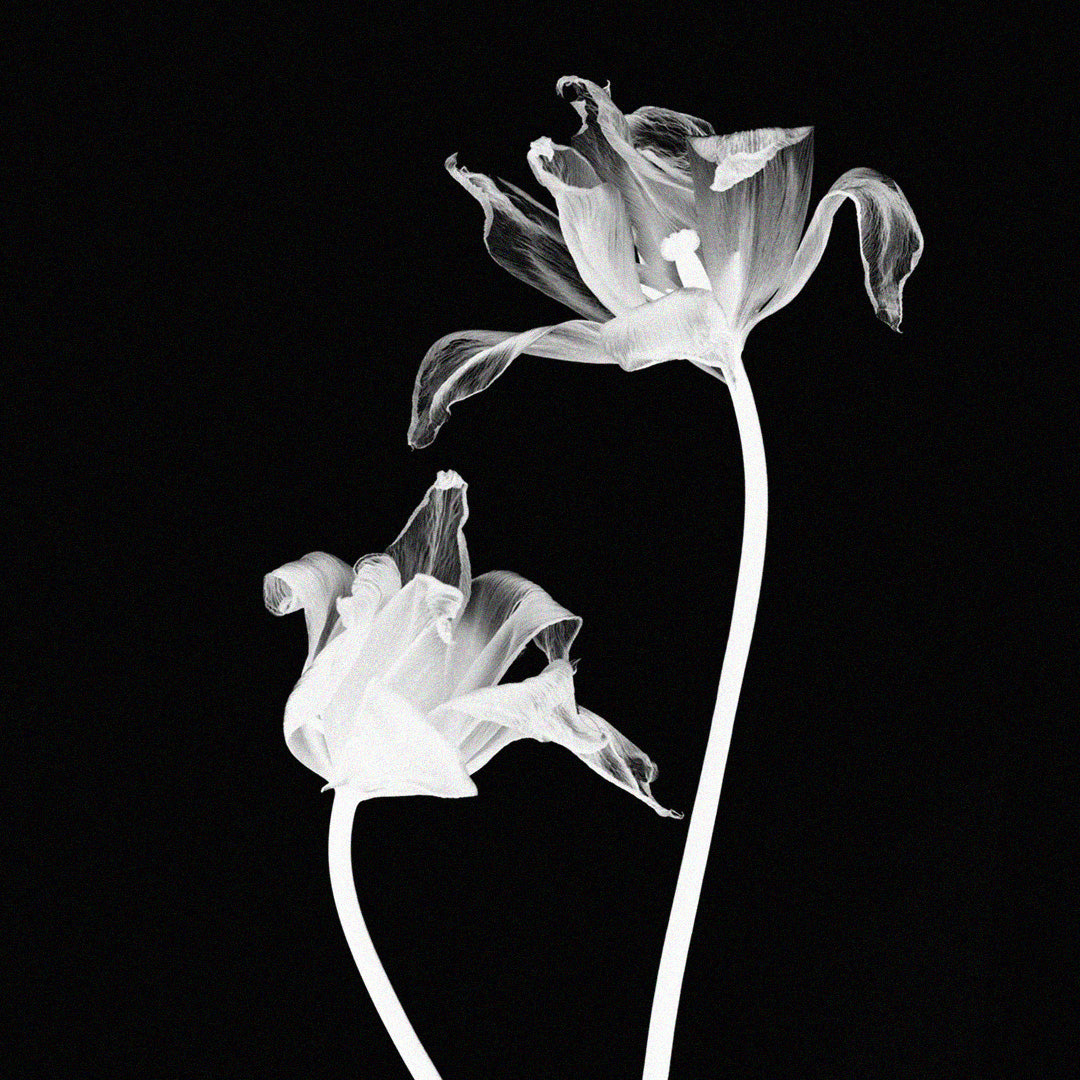 ST. ROSE - Luxury Fragrances